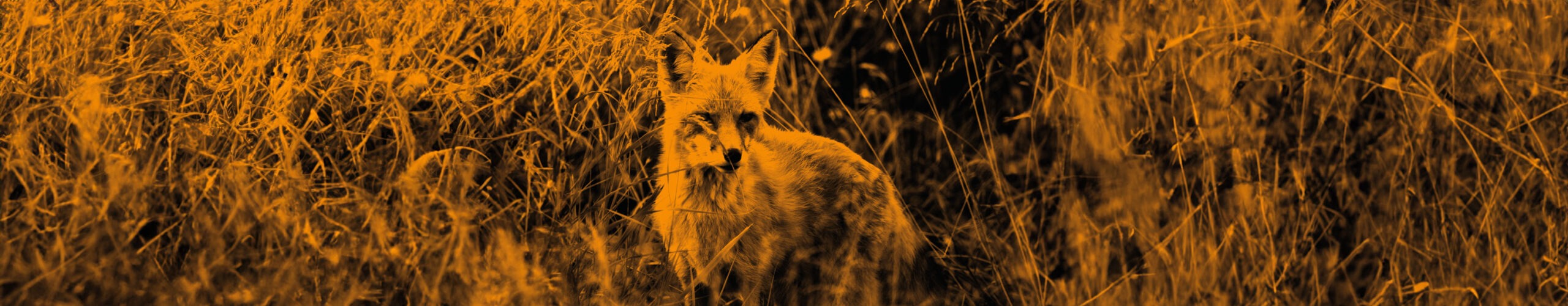 brickfox Multichannel Update: The biggest update of all time - brickfox ...